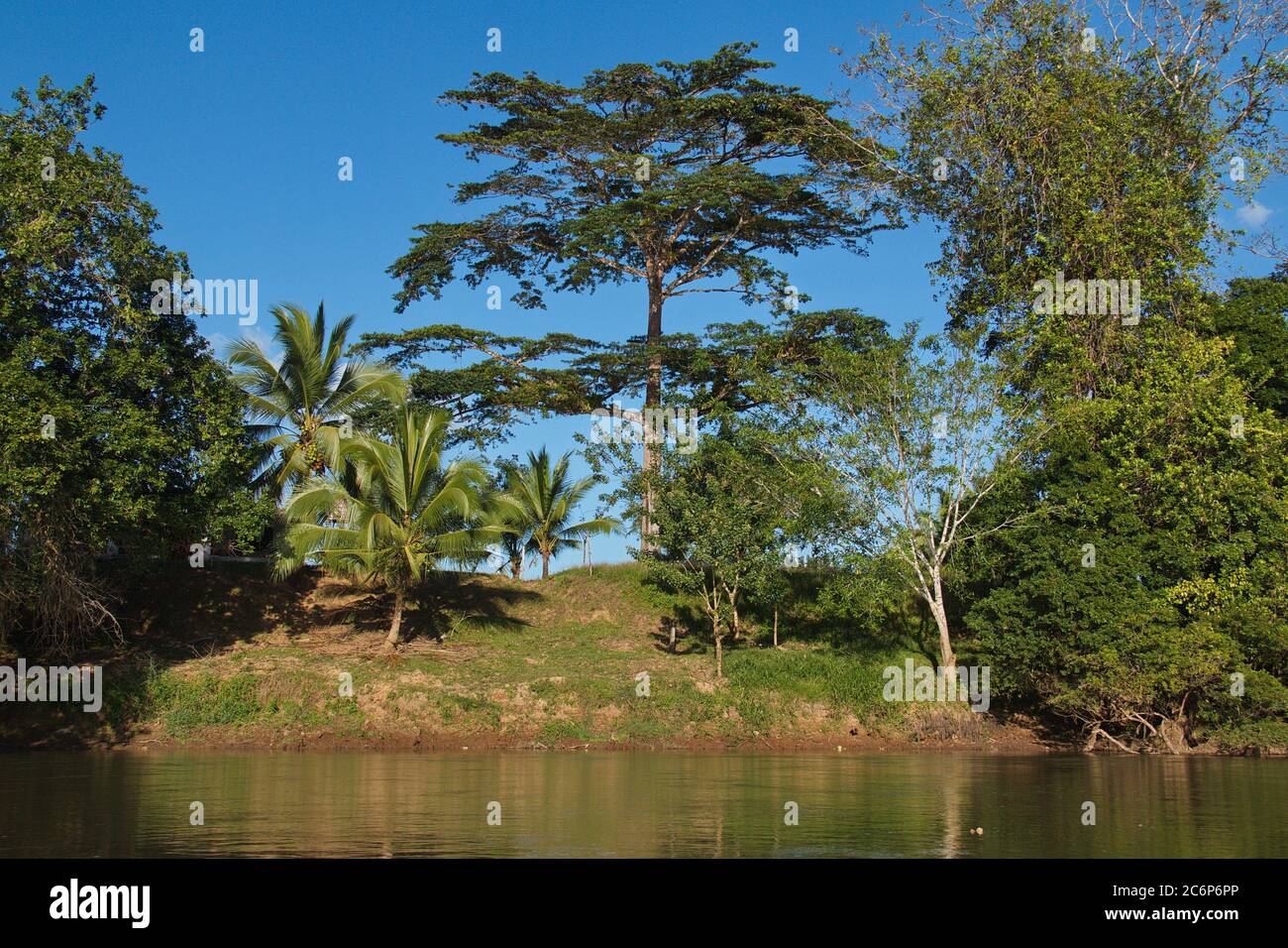 Big trees at the shore of Rio San Carlos near Boca Tapada in Costa Rica ...