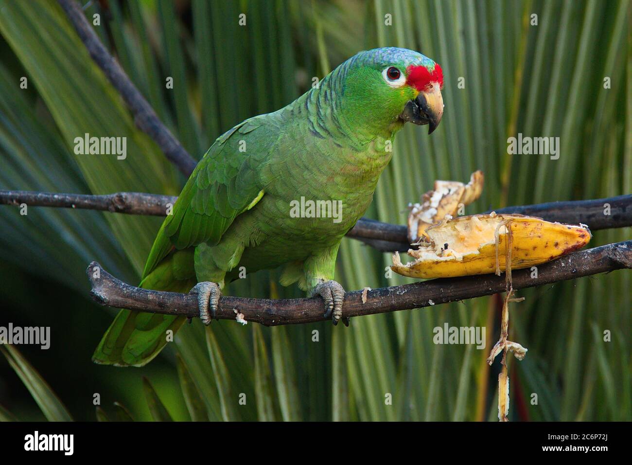Red-lored Parrot in Pedacito de Cielo near Boca Tapada in Costa Rica ...