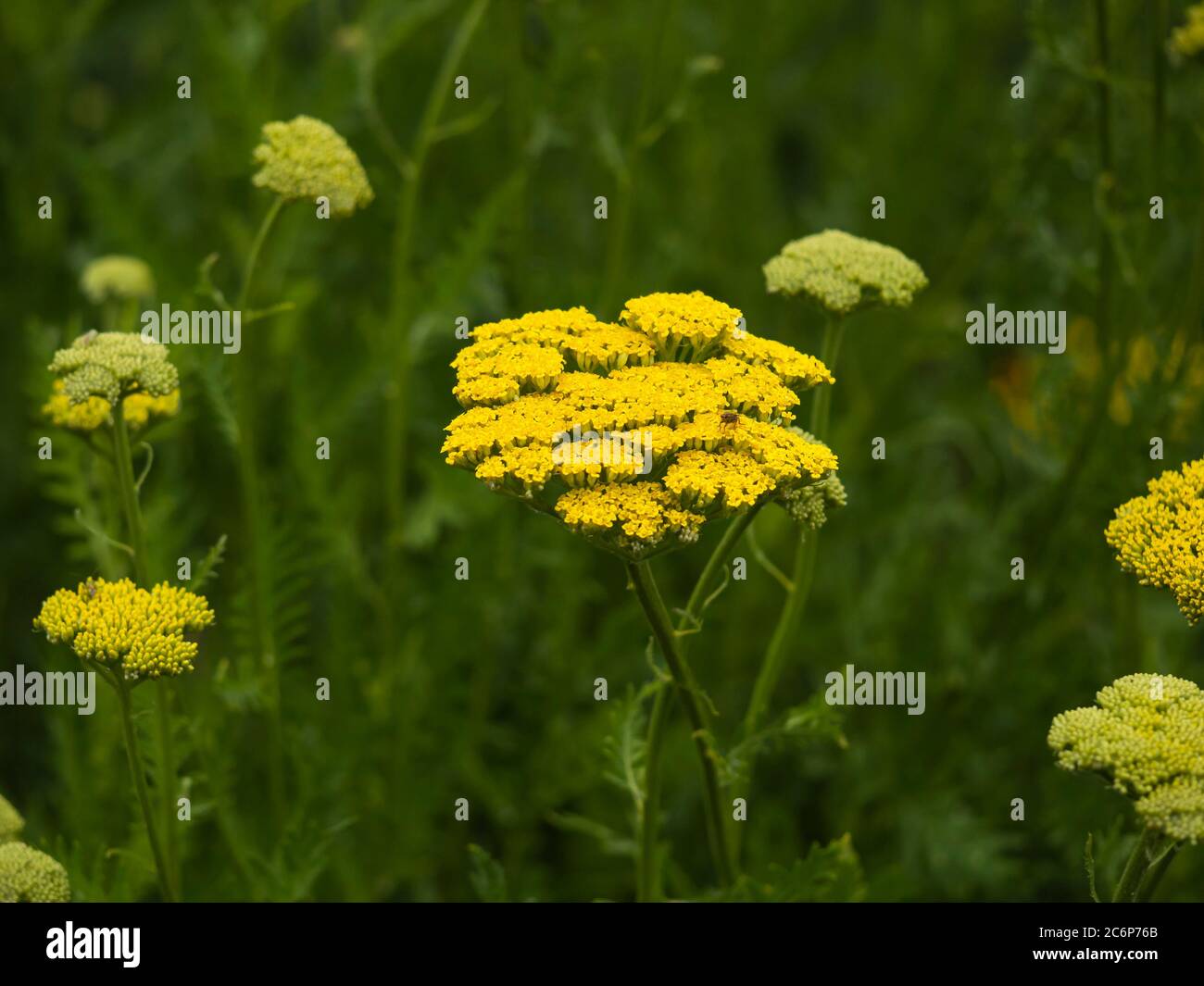 Yellow garden yarrow or Achillea plant flowering in a garden Stock ...