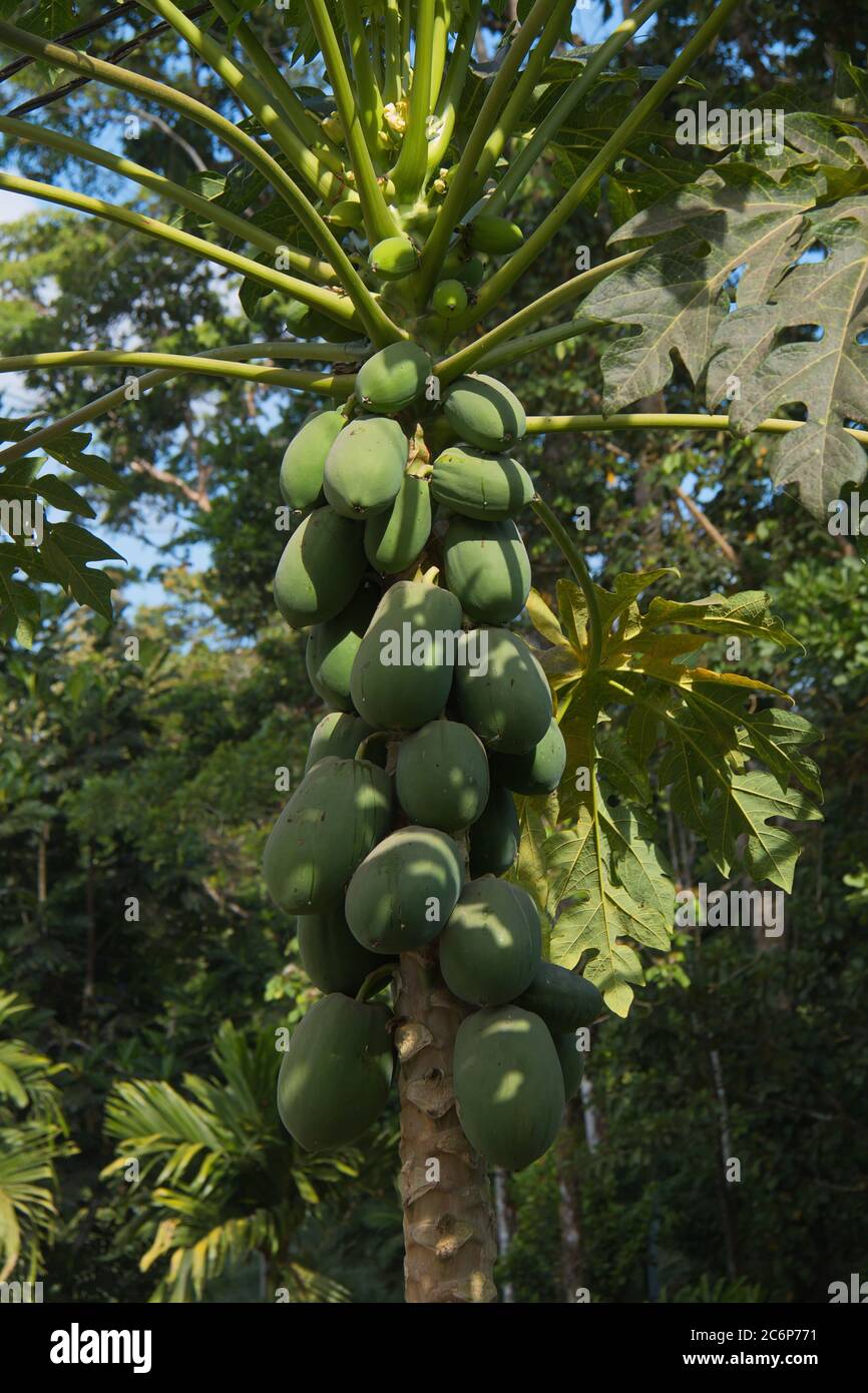 Papaya tree costa rica hi-res stock photography and images - Alamy