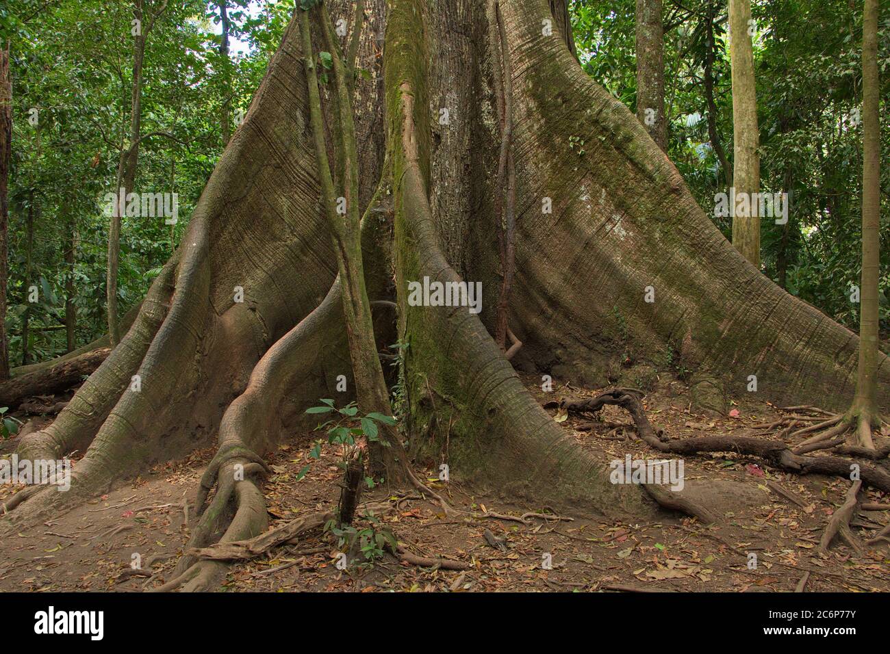 Giant ceiba tree at La Ceiba Trail in Parque Nacional Volcan Arenal in ...