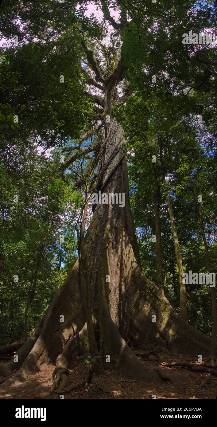 La Ceiba Tree From Central America The Perfect Central America