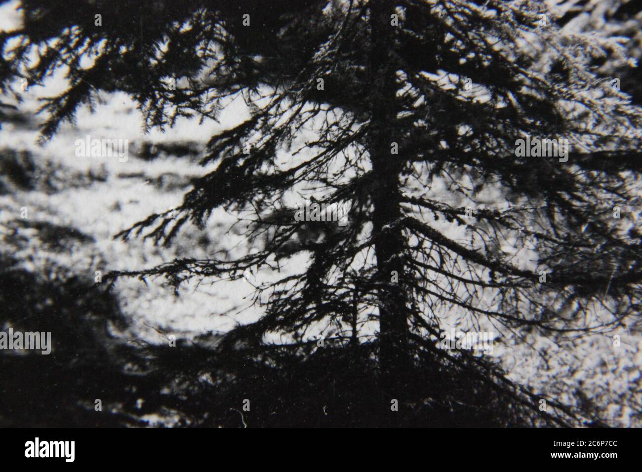 Fine 70s vintage black and white lifestyle photography of a pine tree ...