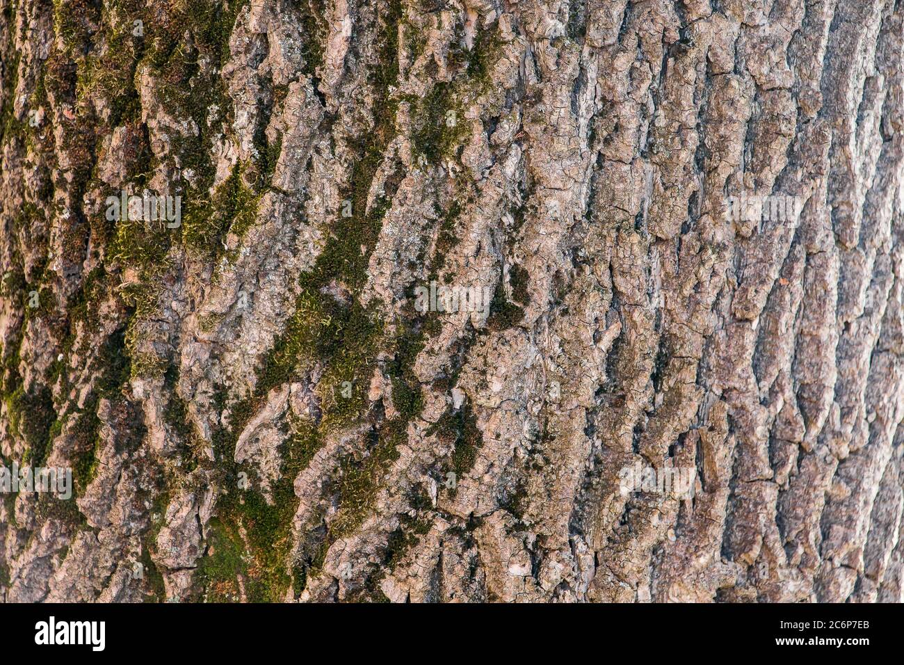 Background of natural tree bark Stock Photo - Alamy