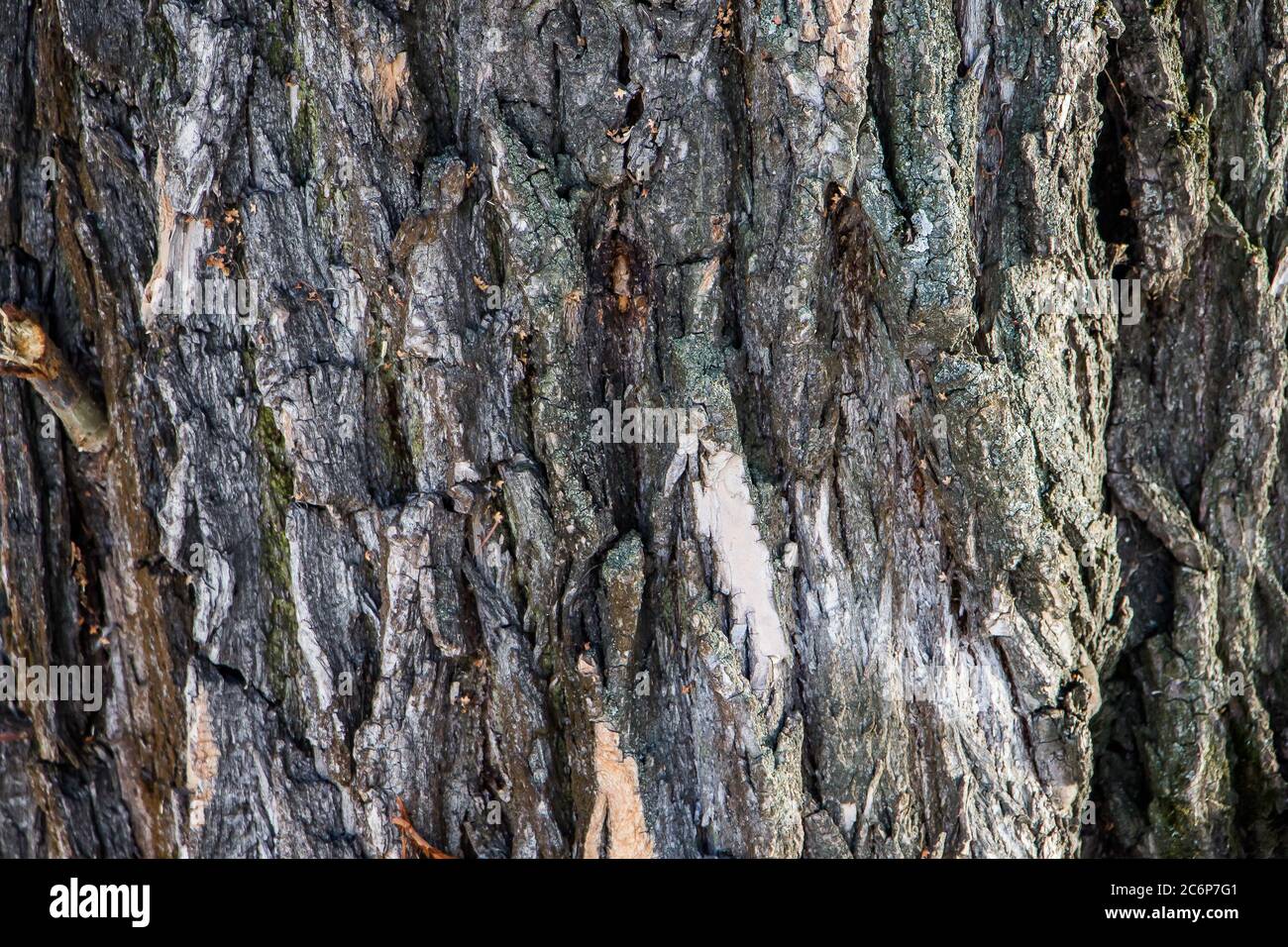 Natural tree bark hi-res stock photography and images - Alamy