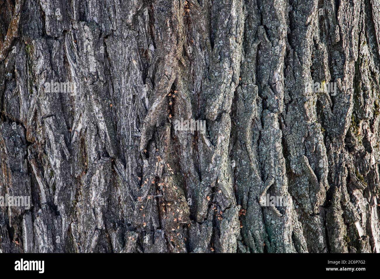 Background of natural tree bark Stock Photo - Alamy