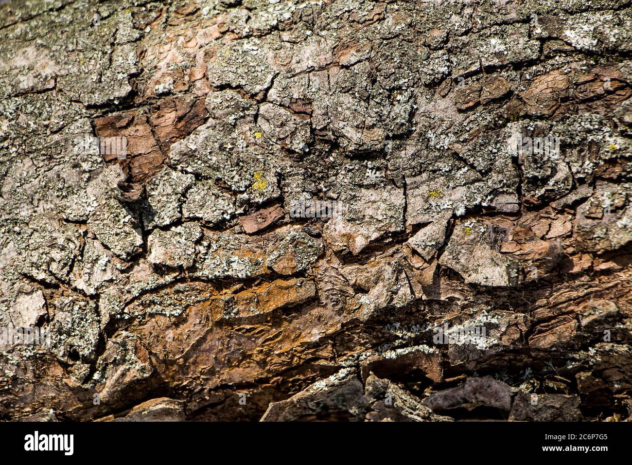 Background of natural tree bark Stock Photo - Alamy