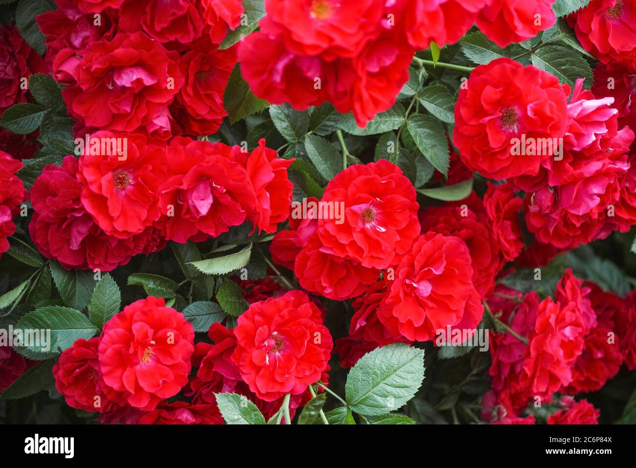 Red garden rose bush. Full frame Stock Photo - Alamy