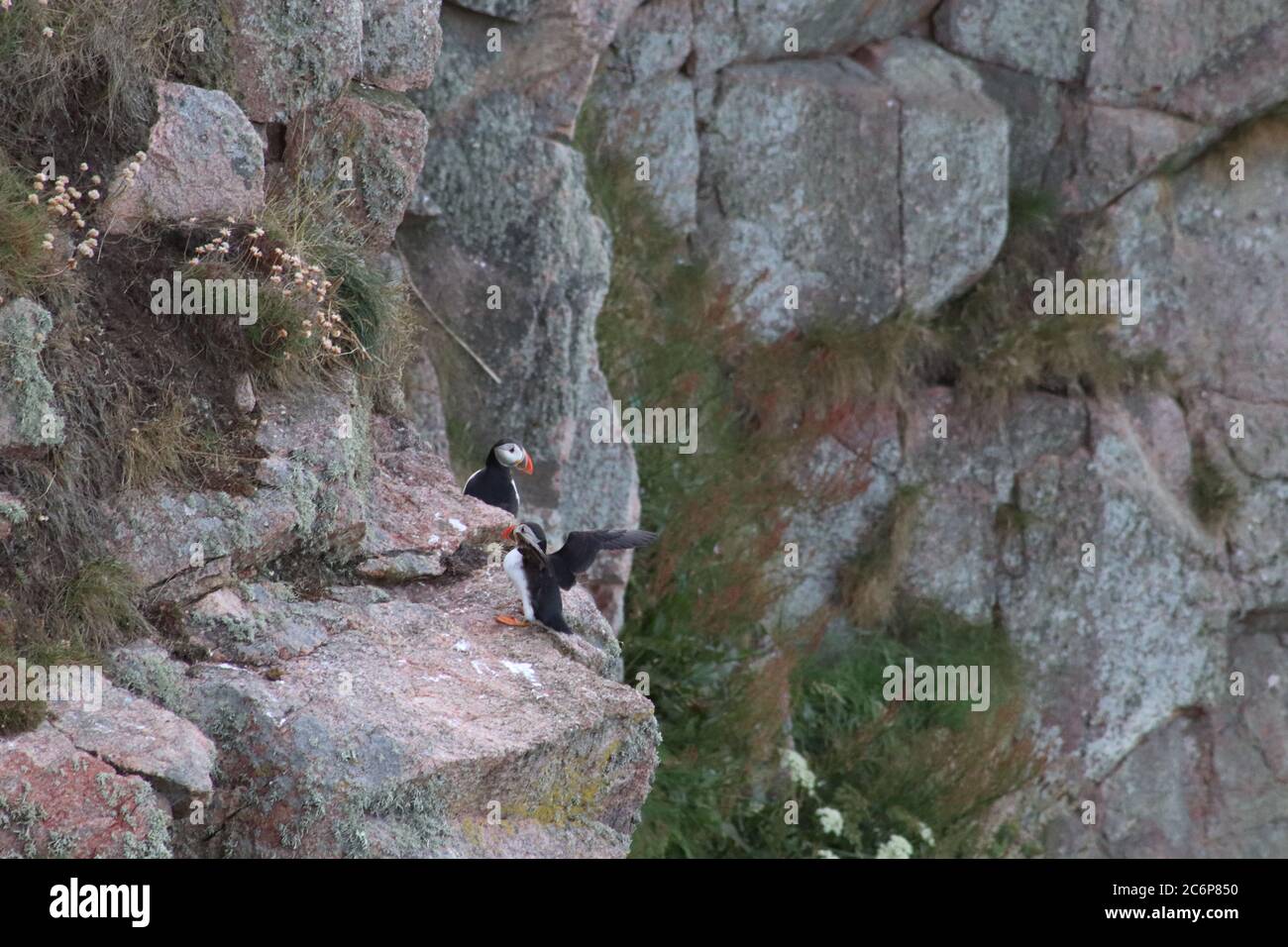 Burrow nesting seabird species hi-res stock photography and images - Alamy