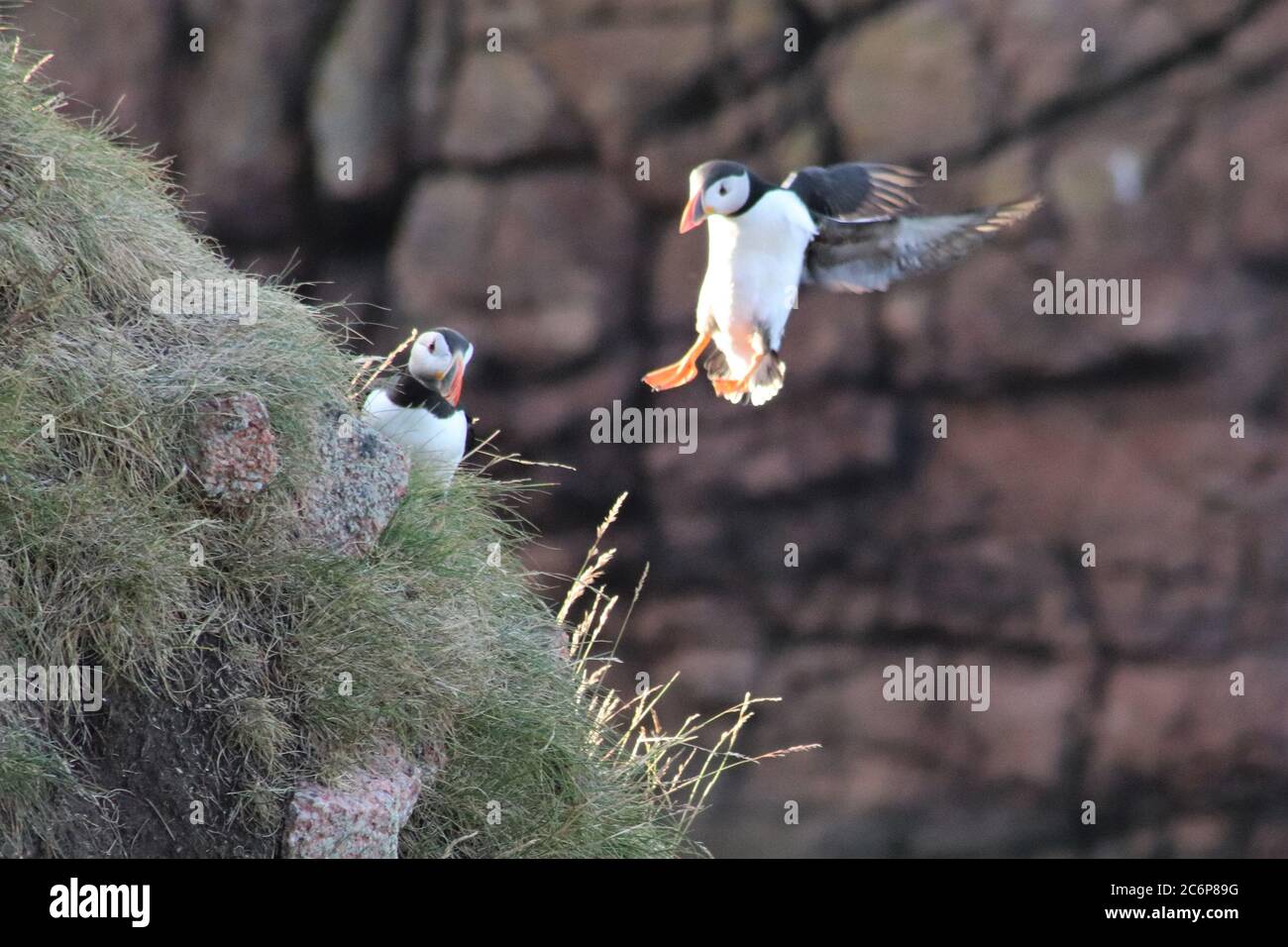 Puffin nesting ground hi-res stock photography and images - Alamy