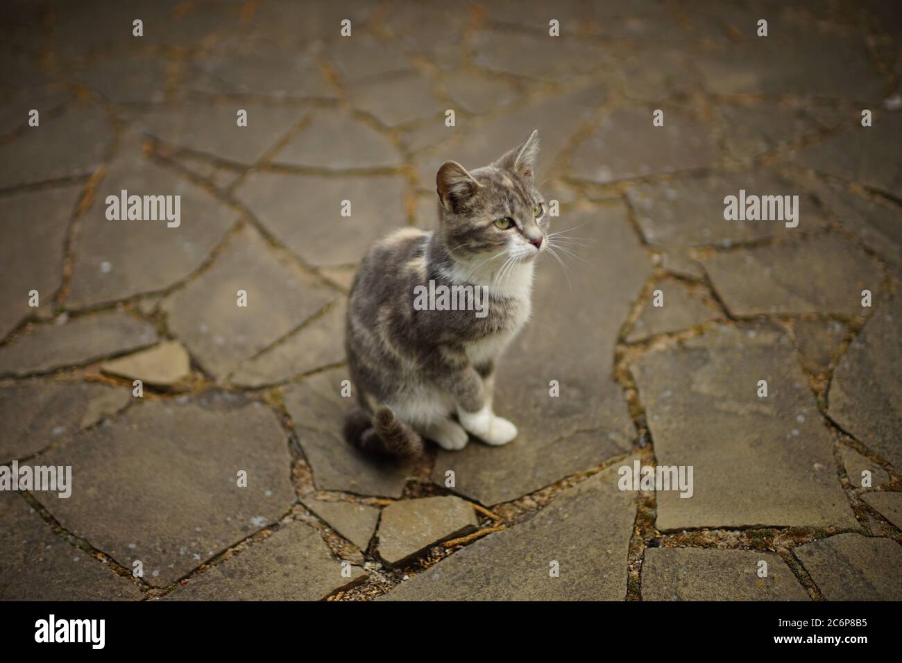 Cute ash cat sitting on the tiled floor outdors Stock Photo - Alamy