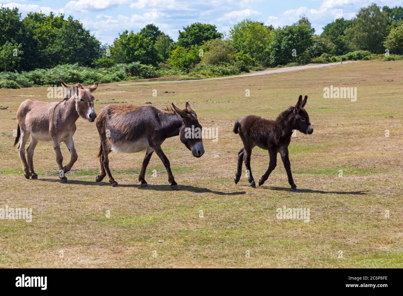 3 donkeys hi-res stock photography and images - Alamy
