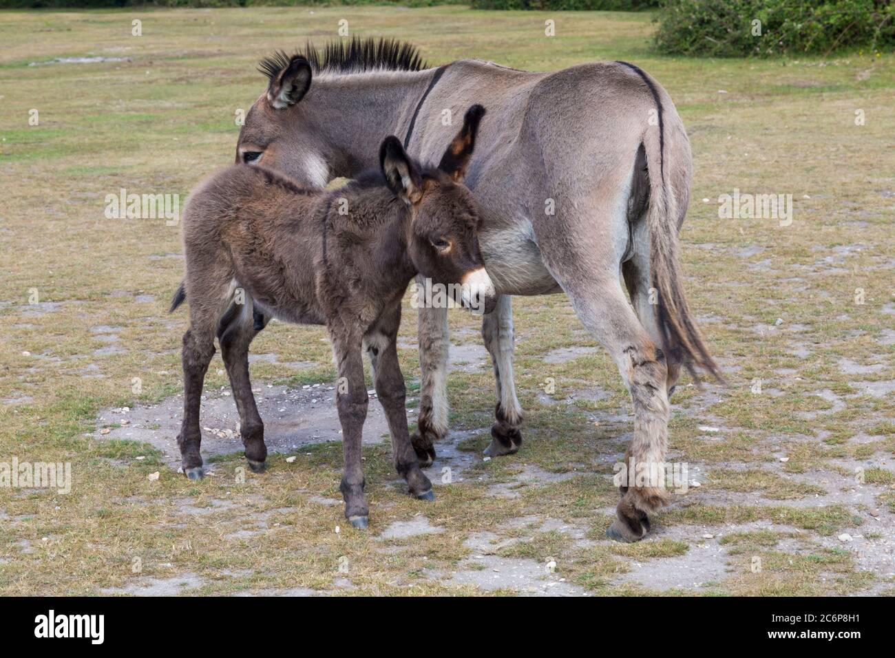Donkeys tail hi-res stock photography and images - Alamy