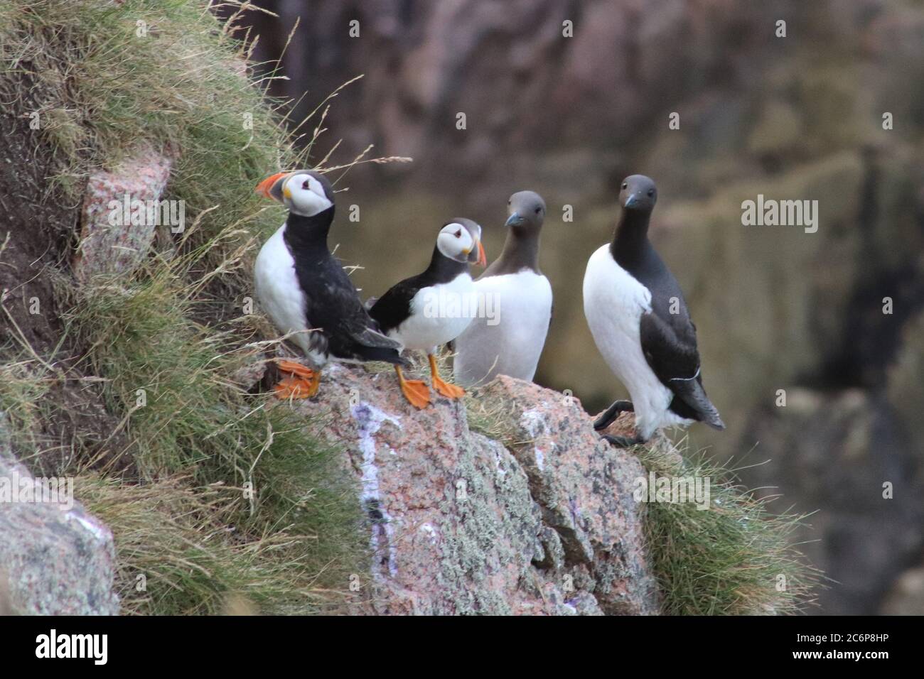 Puffins and guillemots on cliffs Stock Photo - Alamy