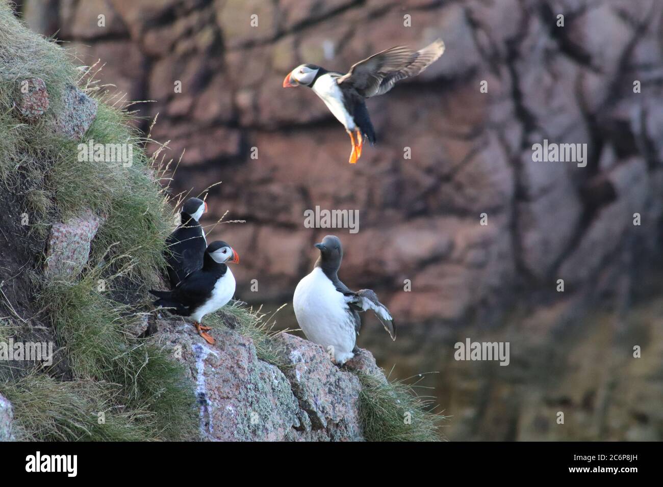 Puffins landing on cliffs Stock Photo - Alamy