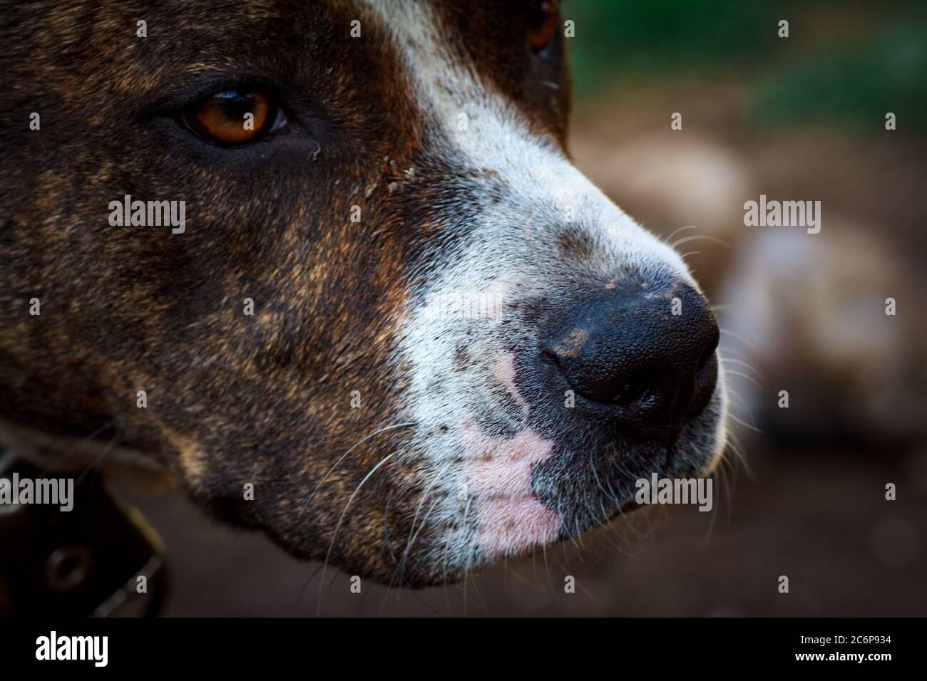 Muzzle of a large evil guard dog with large teeth close-up. The open ...