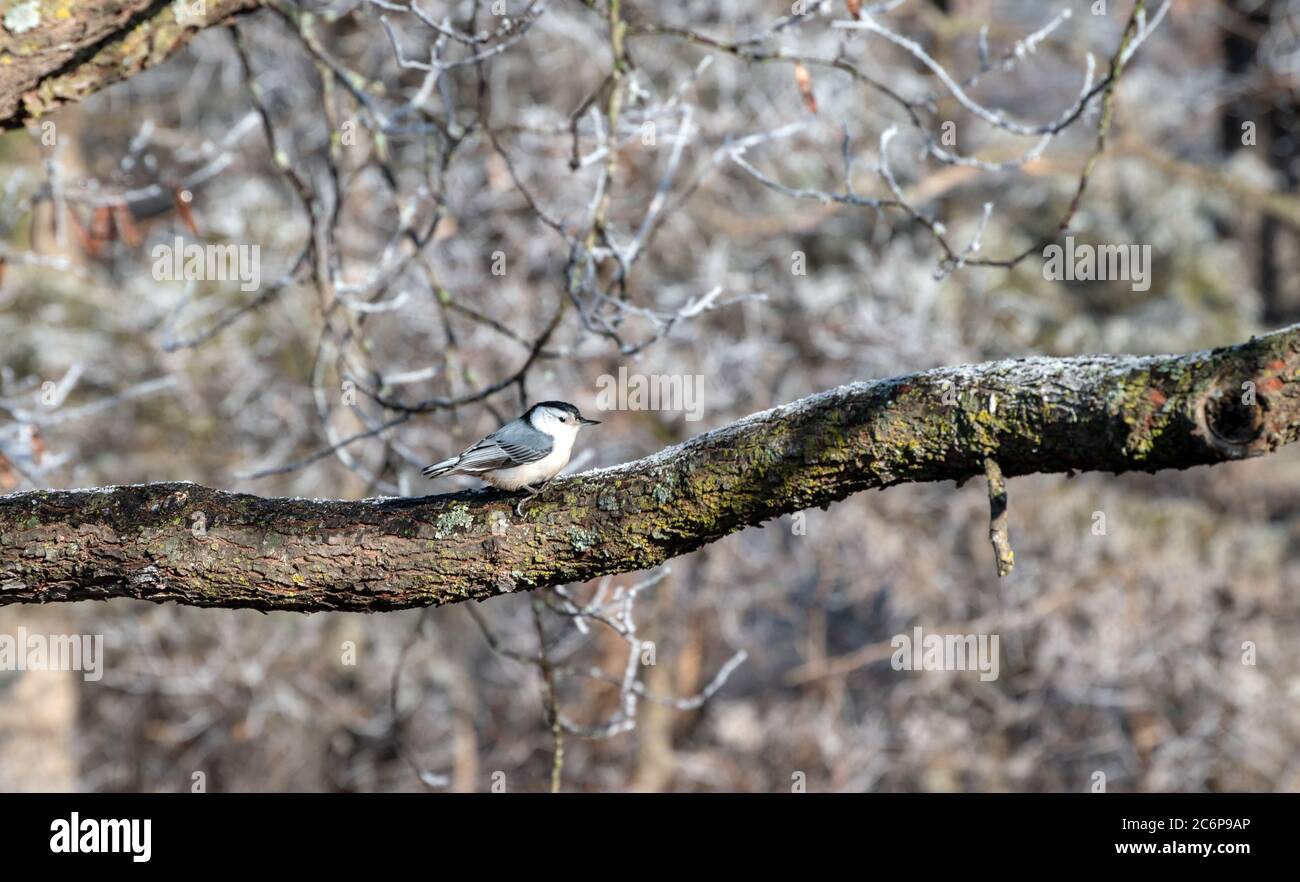 A cute little white breasted nuthatch is perched on a frosty tree ...
