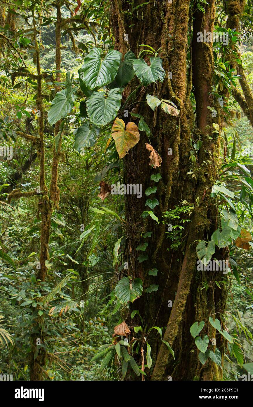 Trees in Bosque Nuboso National Park near Santa Elena in Costa Rica ...