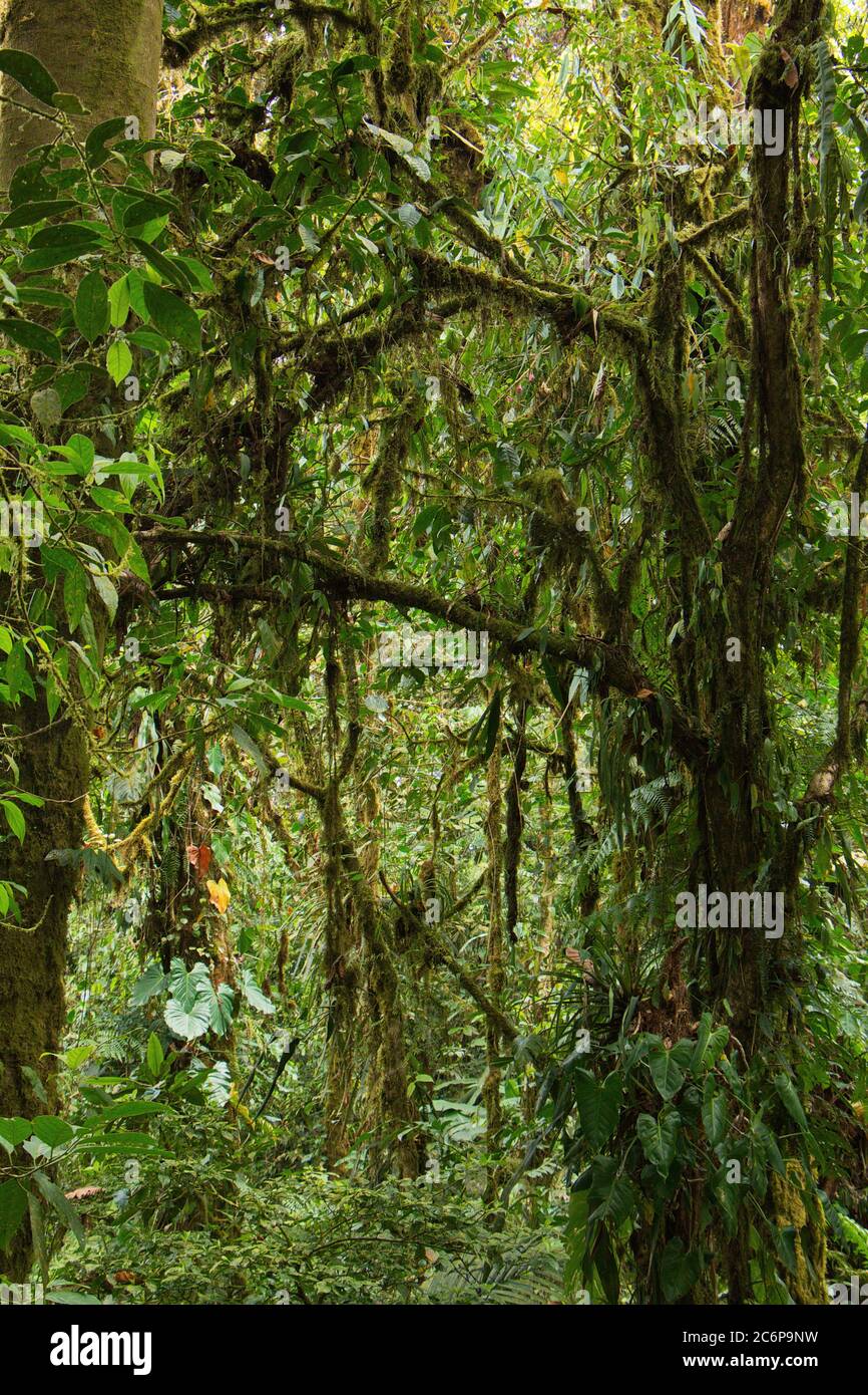 Trees in Bosque Nuboso National Park near Santa Elena in Costa Rica ...