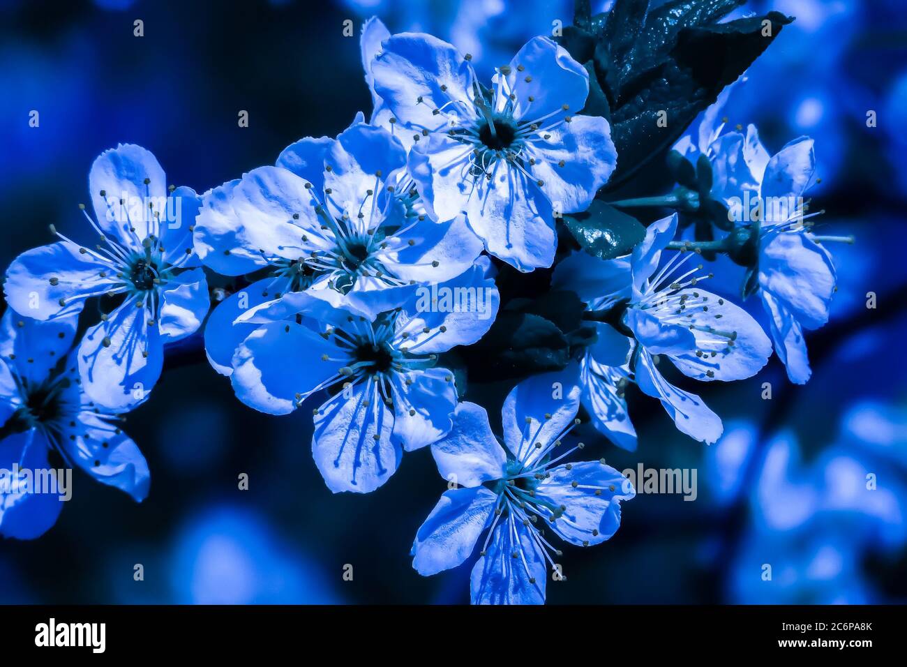 Dark blue color on flower hi-res stock photography and images - Alamy
