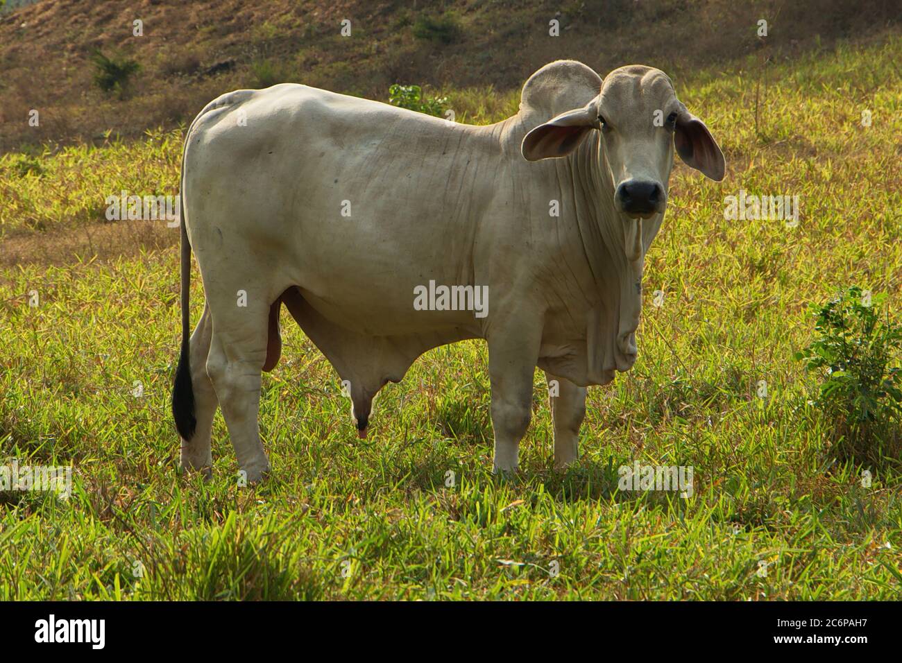 Brahman cattle in Costa Rica, Central America Stock Photo - Alamy
