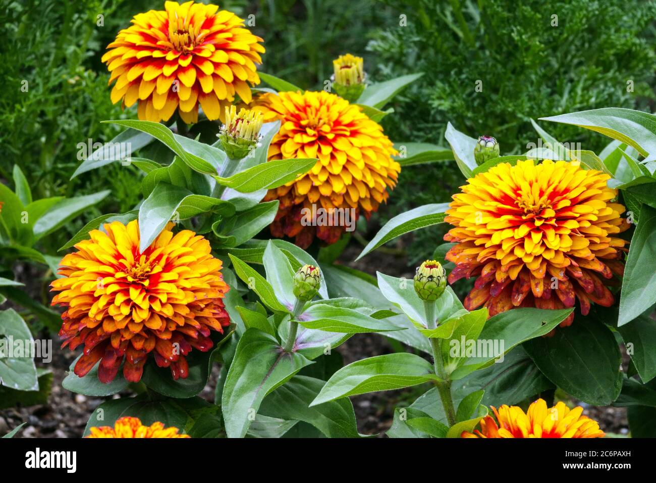 Scarlet and yellow hi-res stock photography and images - Alamy