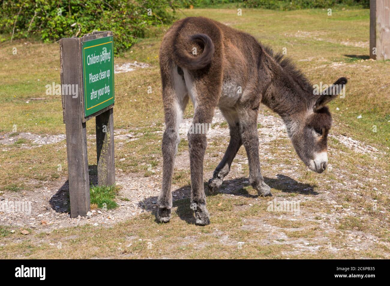 Donkeys tail hi-res stock photography and images - Alamy