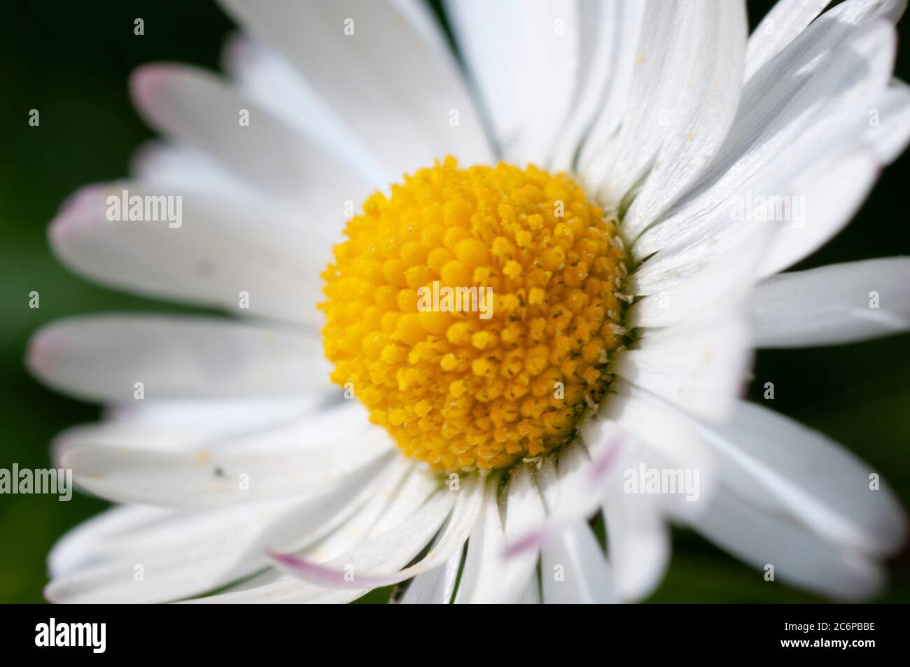 Daisy garden hi-res stock photography and images - Alamy