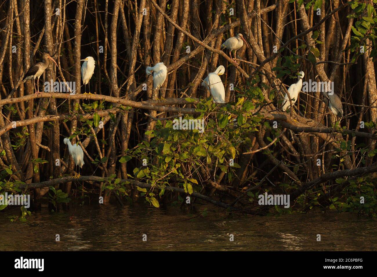 Water birds at Rio Tarcoles near Tarcoles in Costa Rica, Central ...