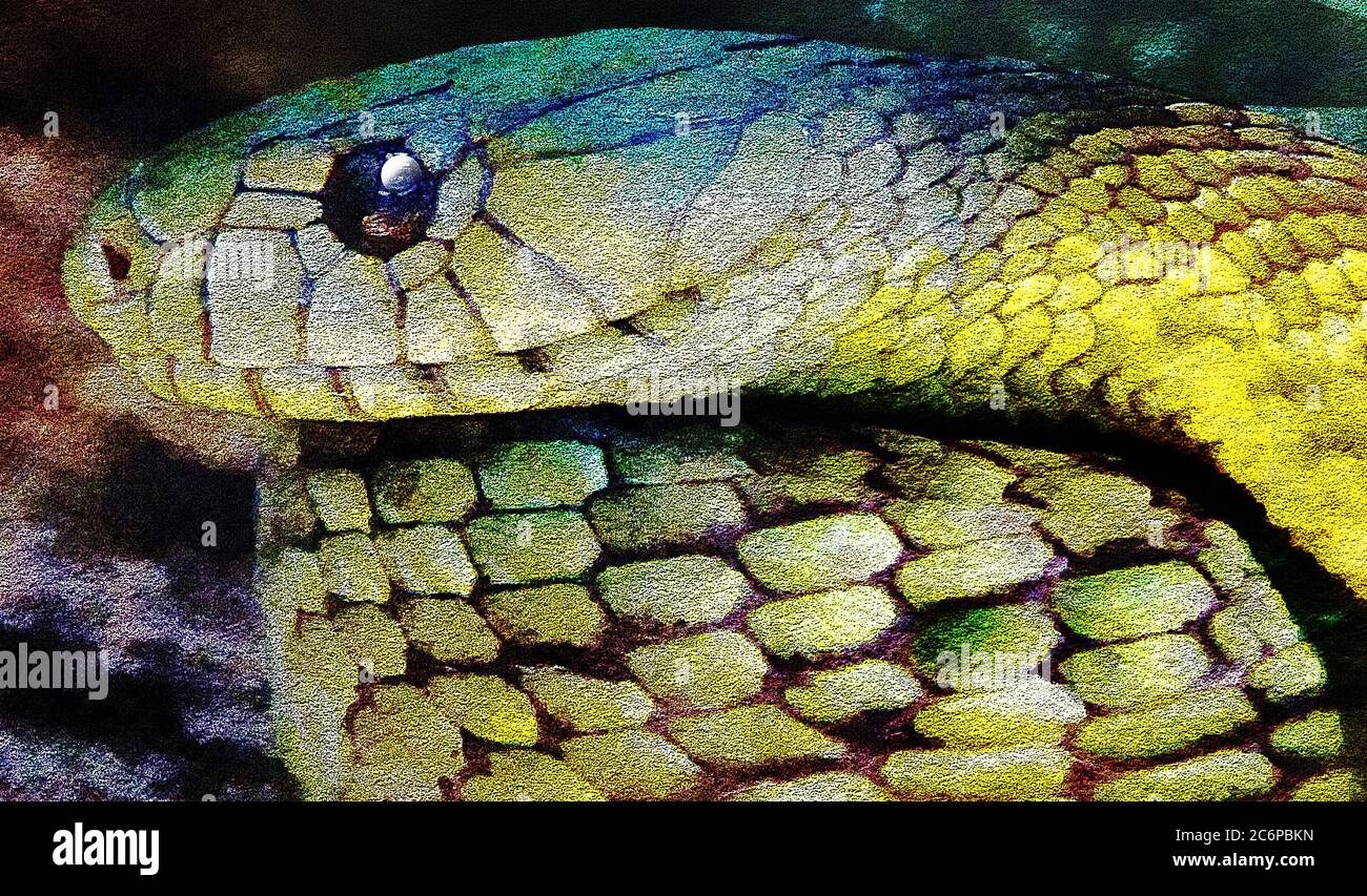 A western green mamba snake is seen in this graphic digitally filtered ...