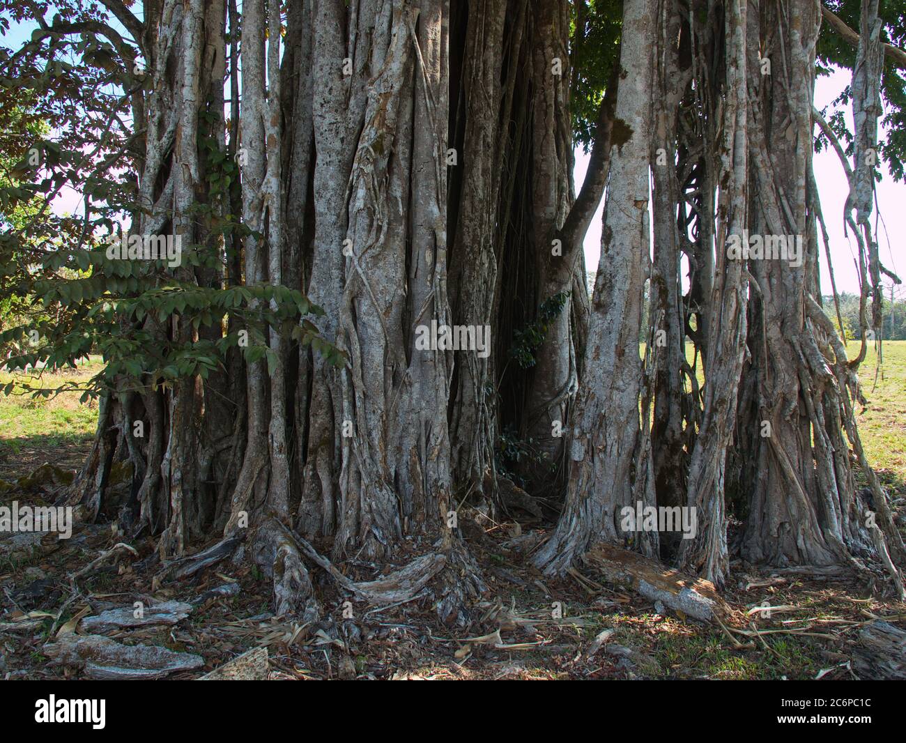 Fig tree in Corcovado National Park near Puerto Jimenez on peninsula ...