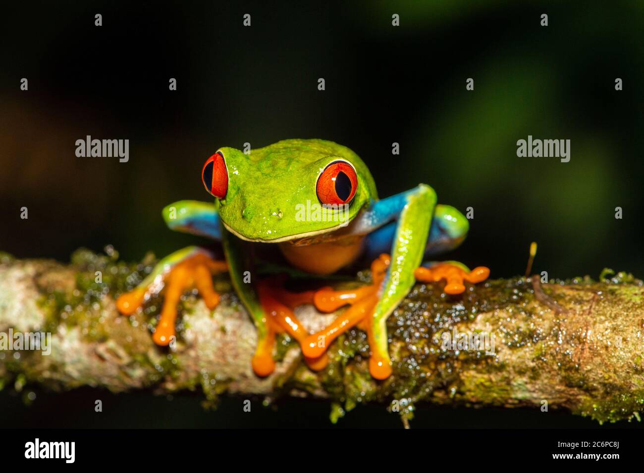 Tree frog adaptations hi-res stock photography and images - Alamy