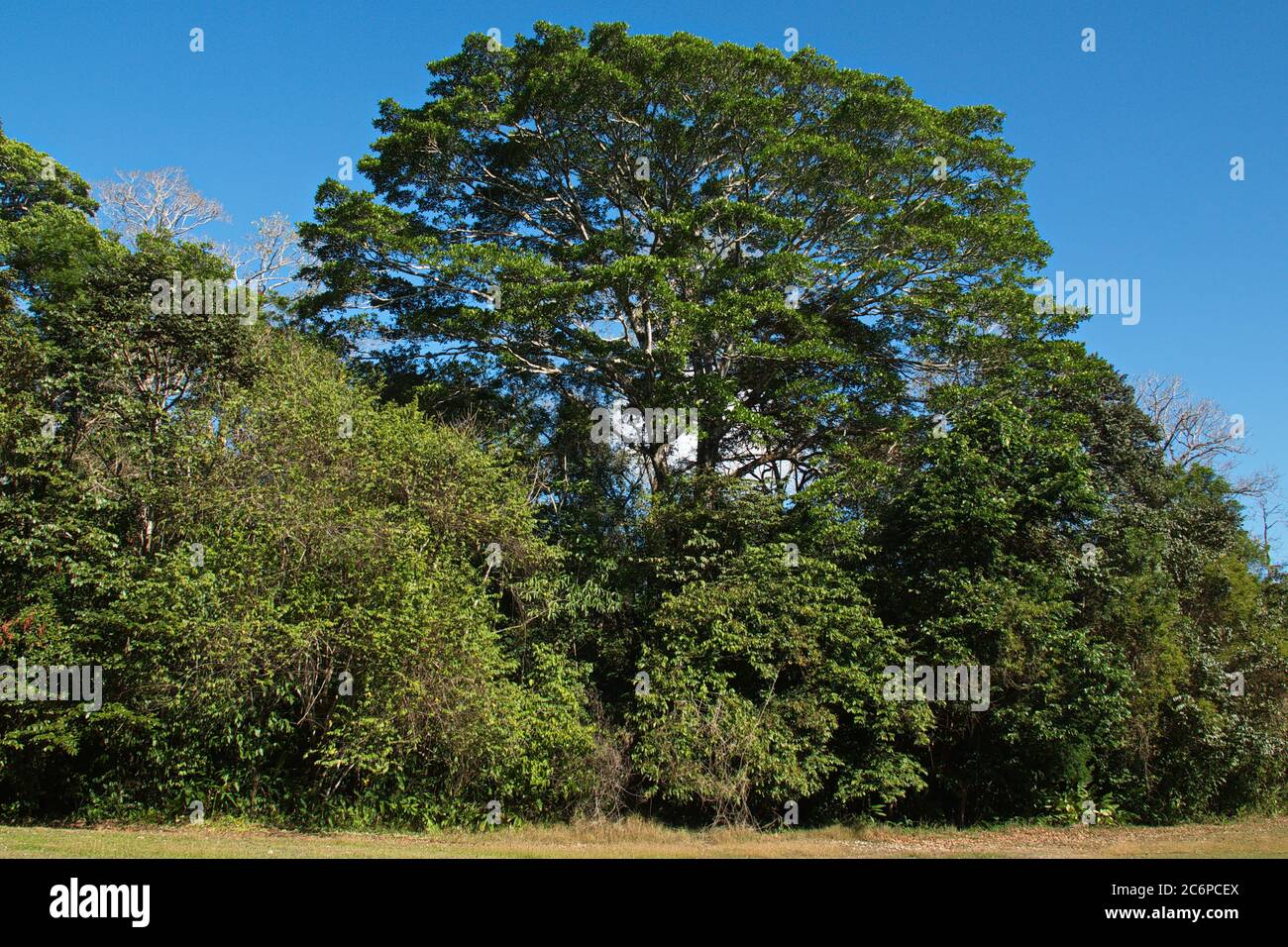 Big trees in Corcovado National Park on peninsula Osa in Costa Rica ...