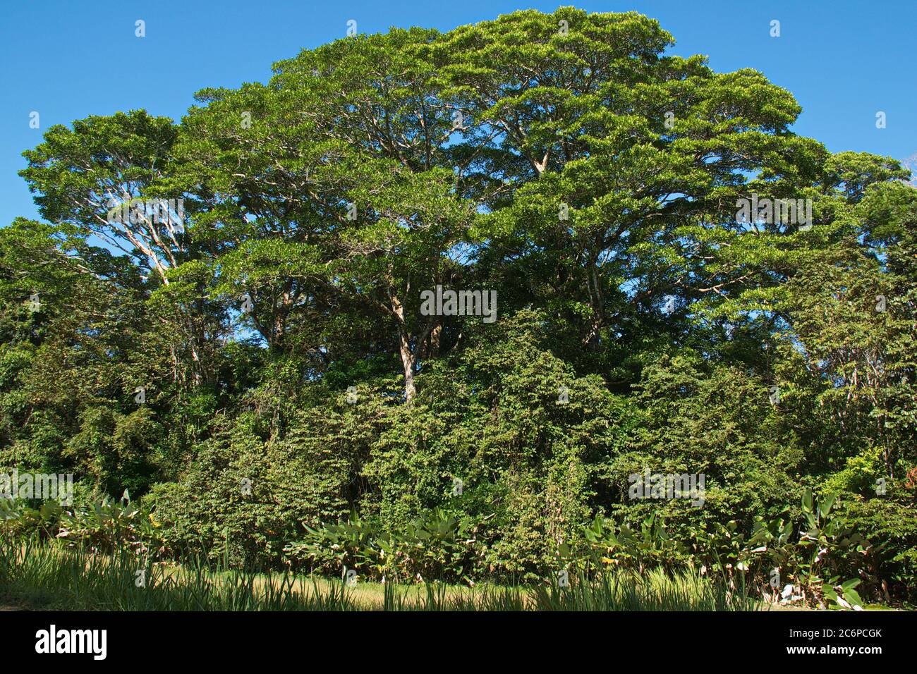 Corcovado national park osa peninsula tree trunk hi-res stock ...