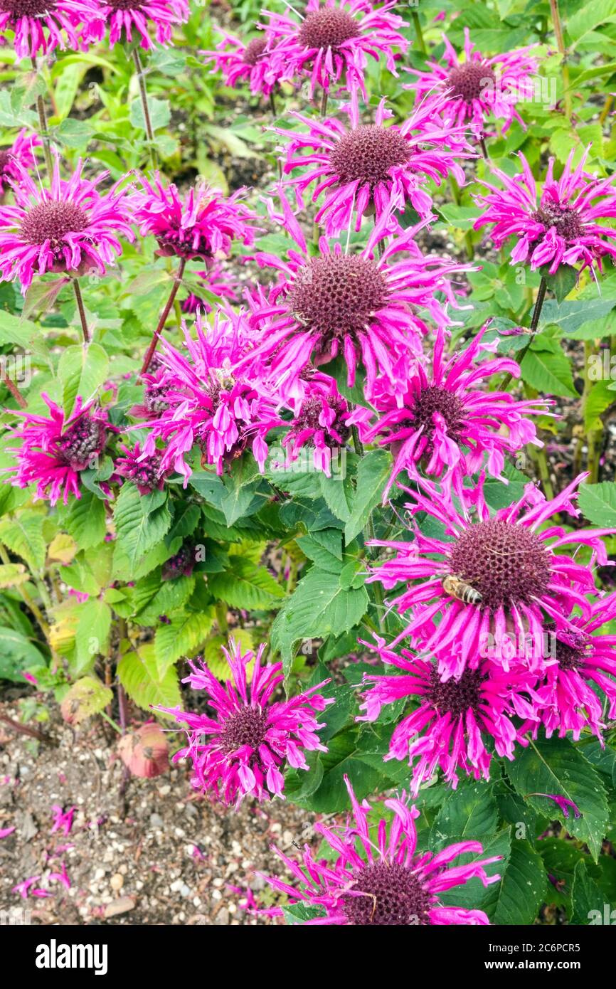 Purple Monarda 'Bee-Free' Stock Photo - Alamy