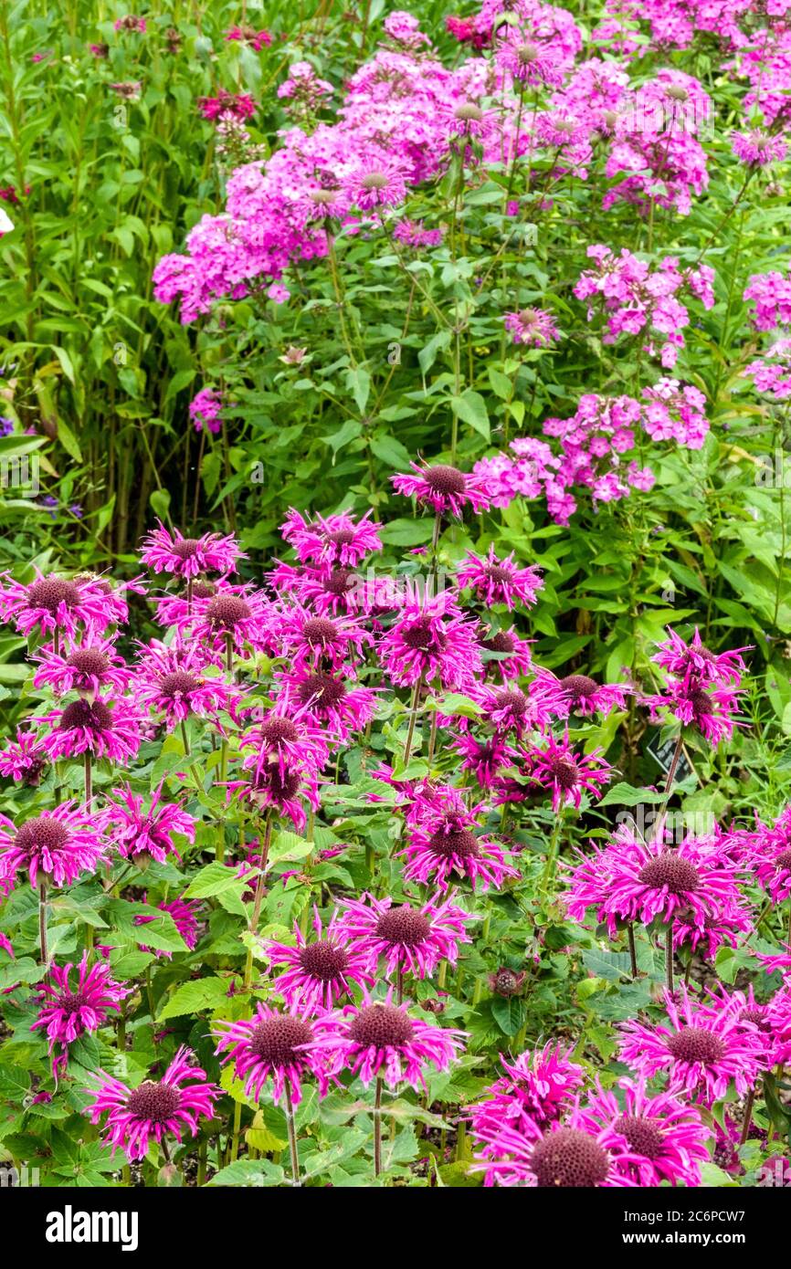 Purple Monarda 'Bee-Free' Stock Photo - Alamy