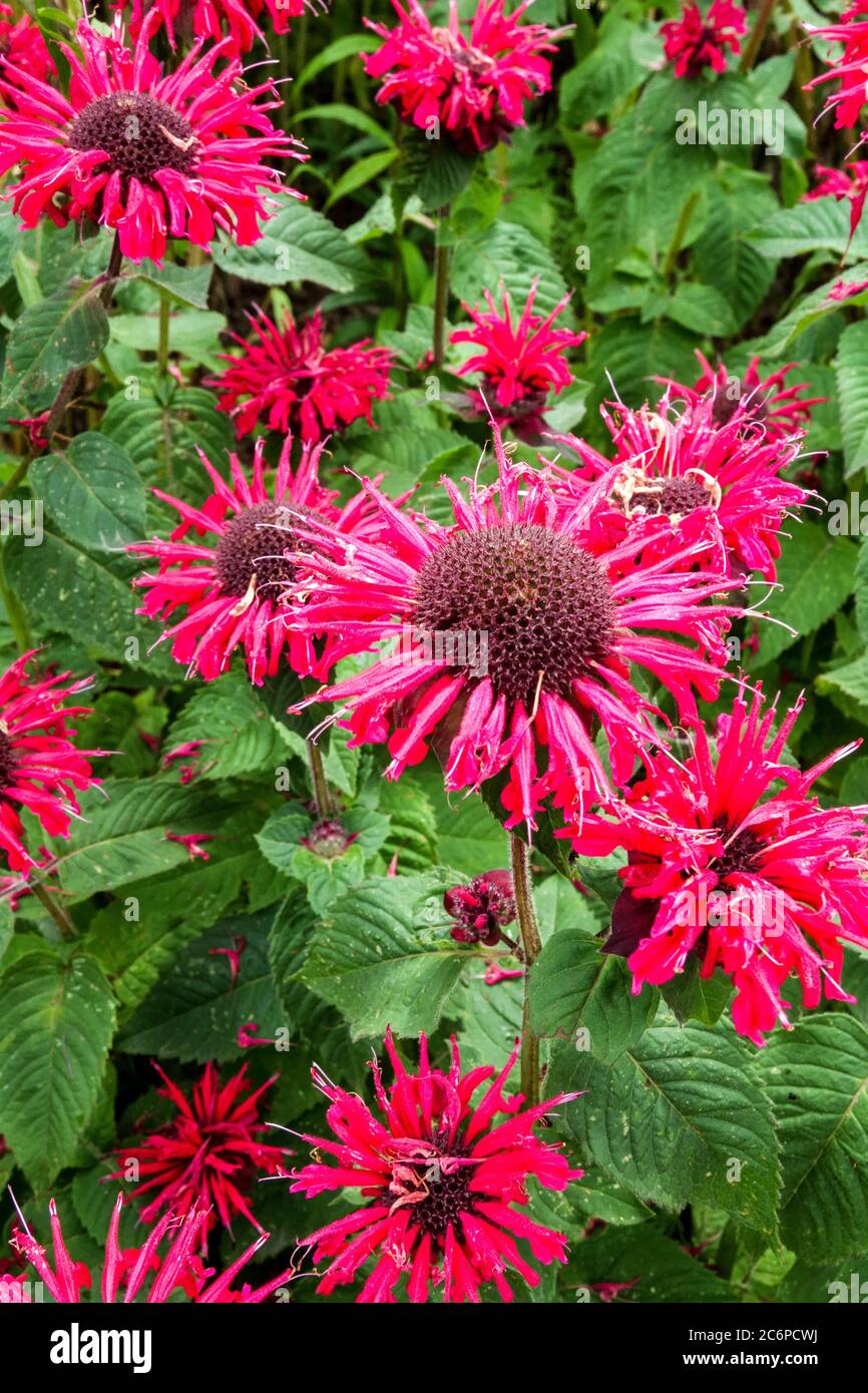 Monarda didyma bee happy hi-res stock photography and images - Alamy