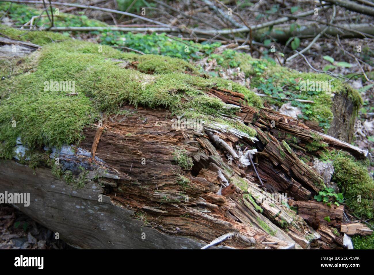 moldy moss-covered tree stump around forest Stock Photo - Alamy