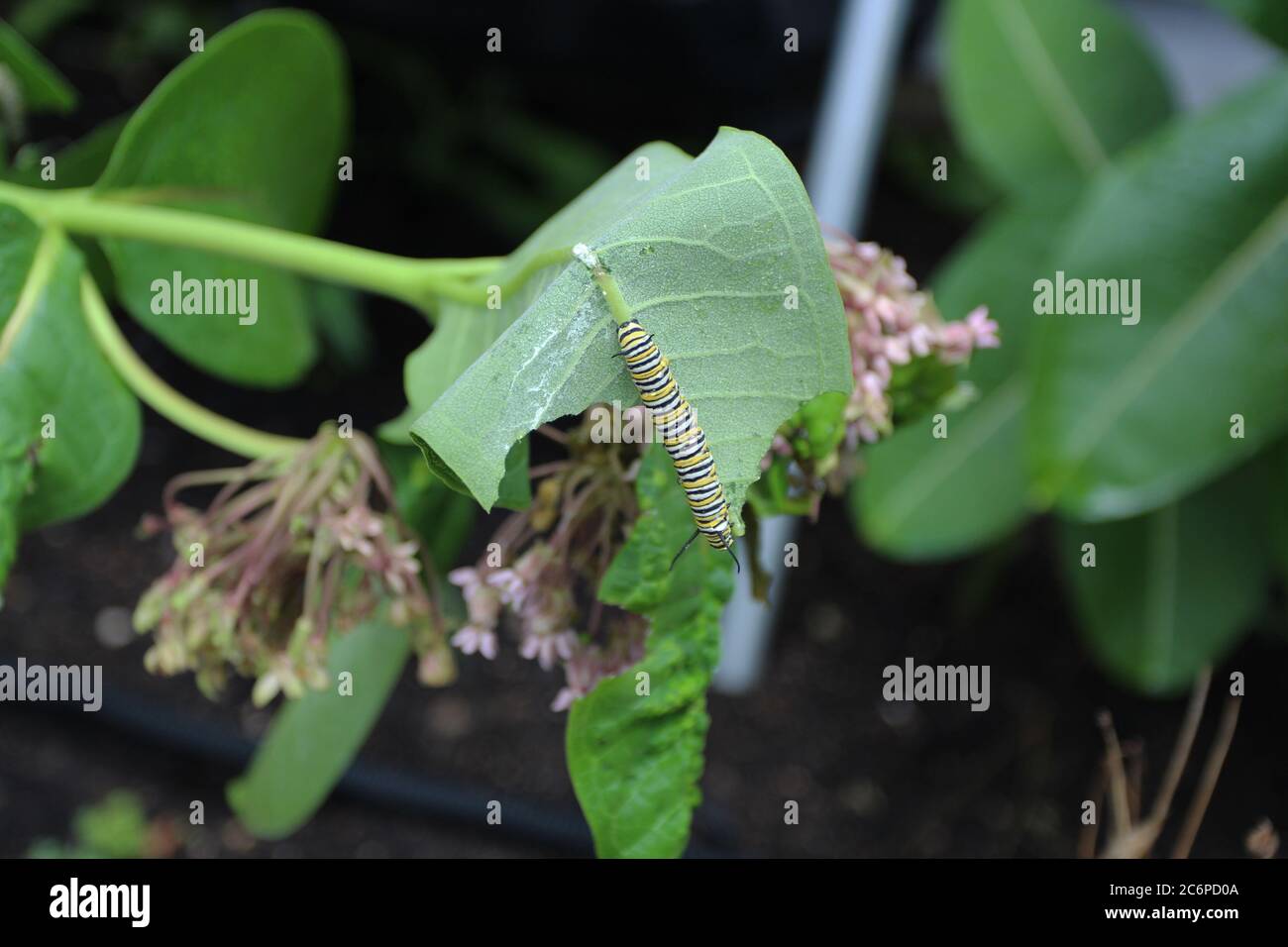 Close up of a Monarch Caterpillar eating a Common Milkweed leaf using ...