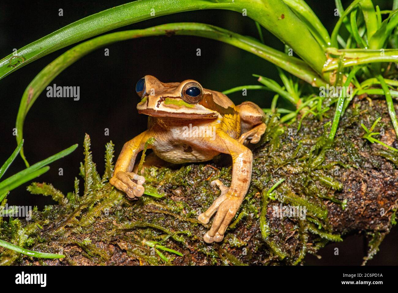 Non poisonous frog hi-res stock photography and images - Alamy