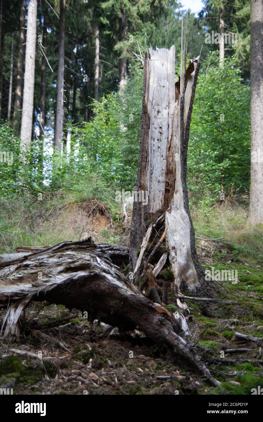 Tree stump felled and destroyed by storm and lightning Stock Photo - Alamy
