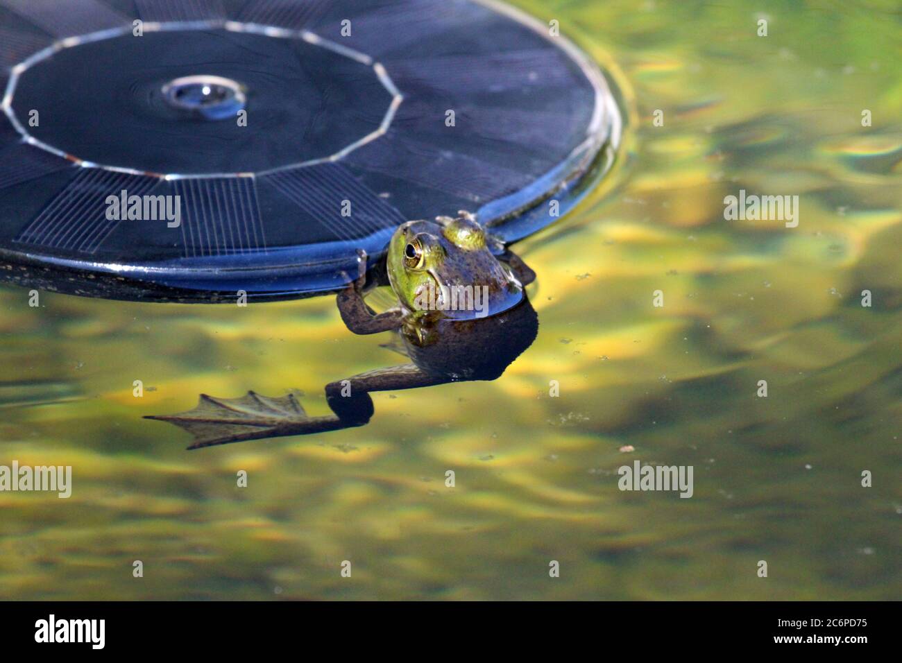 A female American Bullfrog clinging to a solar fountain in a pond in ...