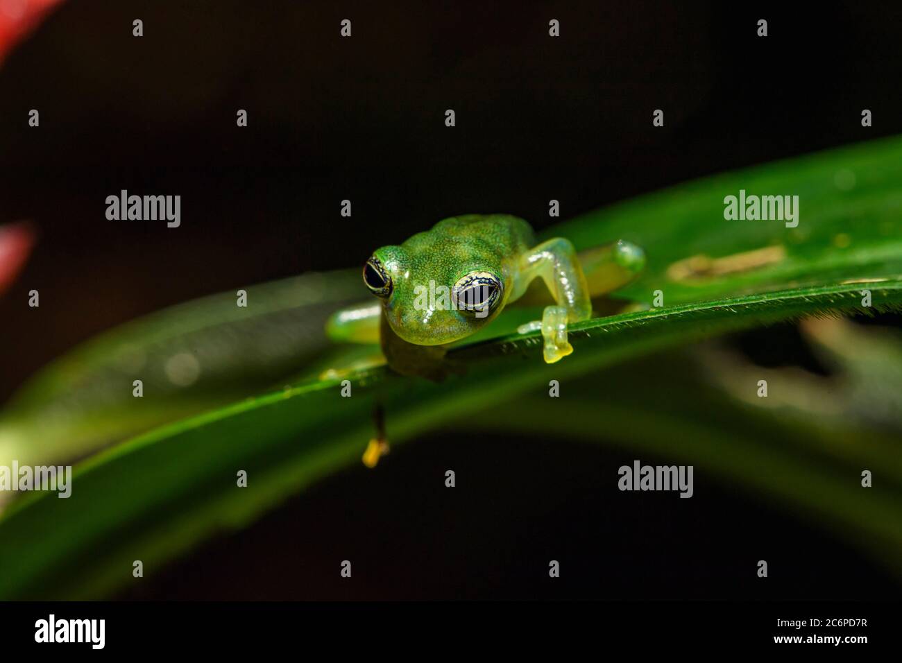 Spiny Glass Frog (Teratohyla spinosa, Frogs Heaven, Limon, Costa Rica ...