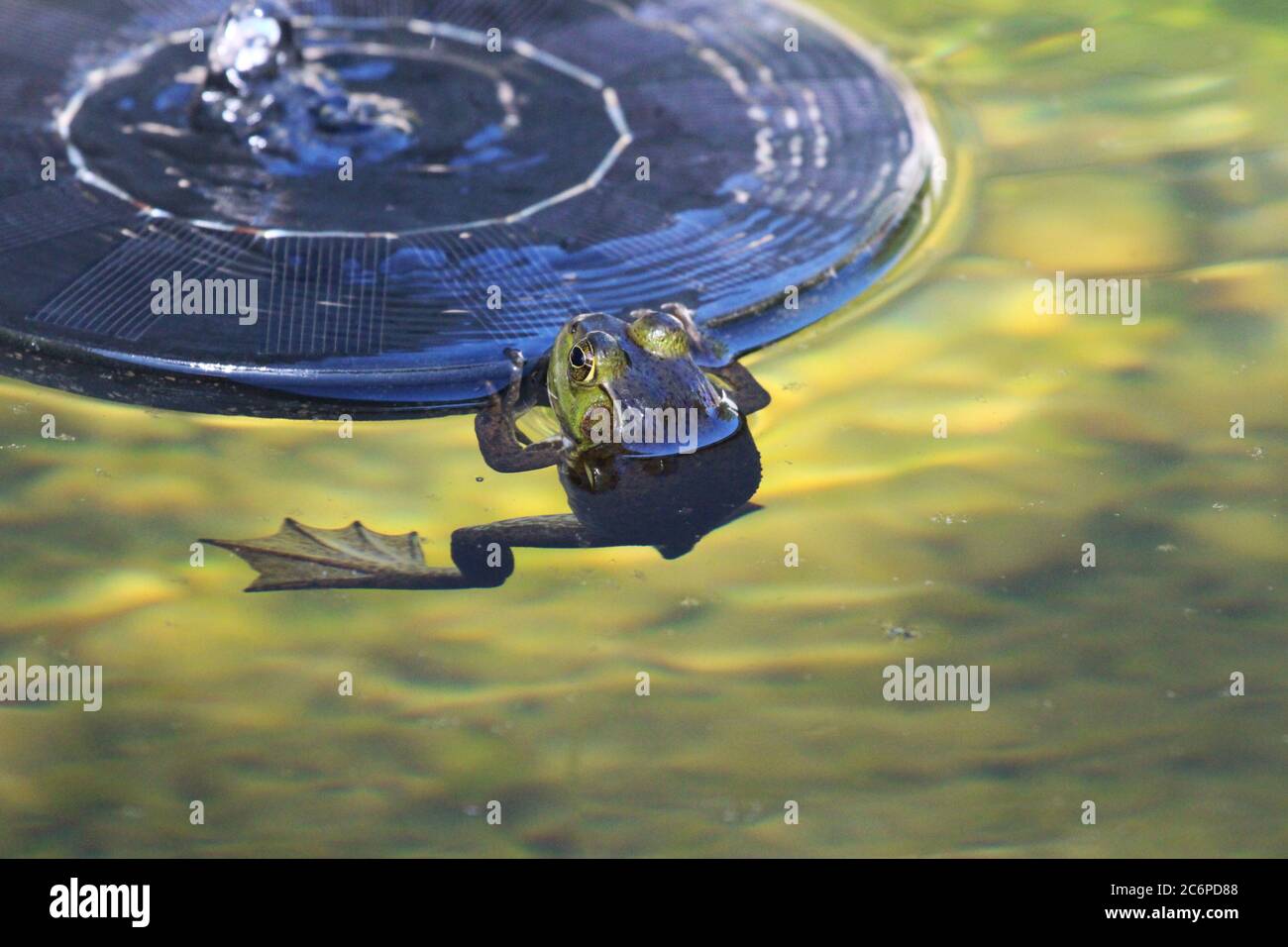 American bullfrog female hi-res stock photography and images - Alamy