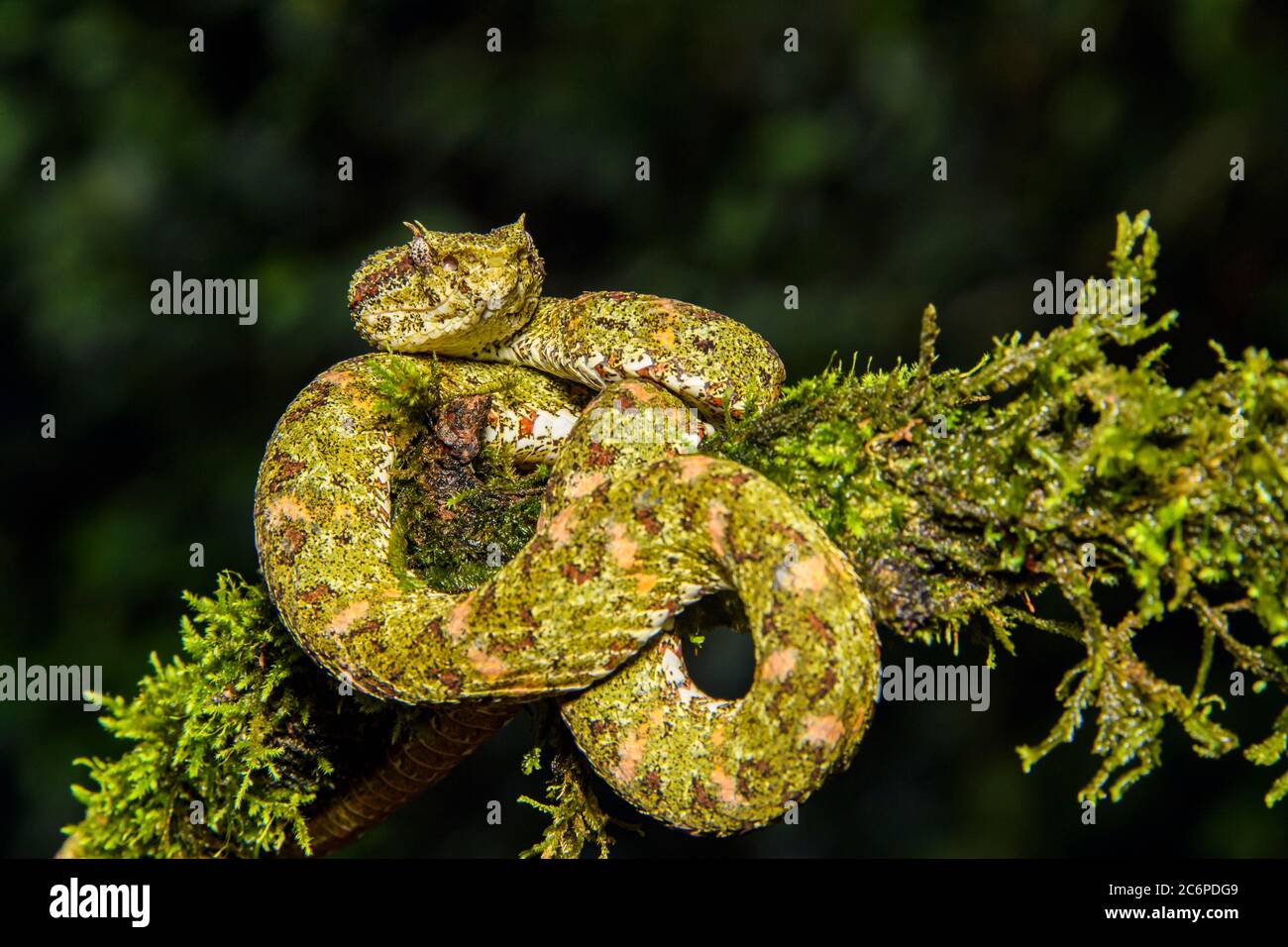 Eyelash viper (Bothriechis schlegelii), Laguna del lagarto, Alajuela ...
