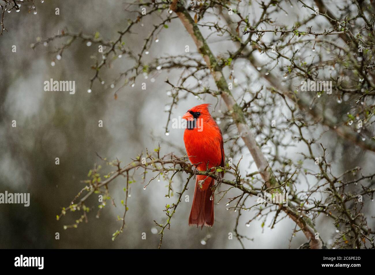 Northern Cardinal (Cardinalis cardinalis) Male, Santa Clara Ranch ...