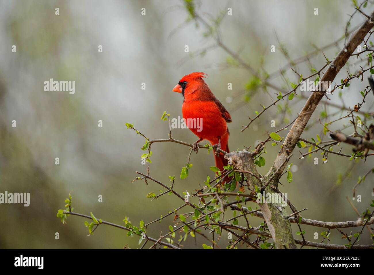 Northern Cardinal (Cardinalis cardinalis) Male, Santa Clara Ranch ...