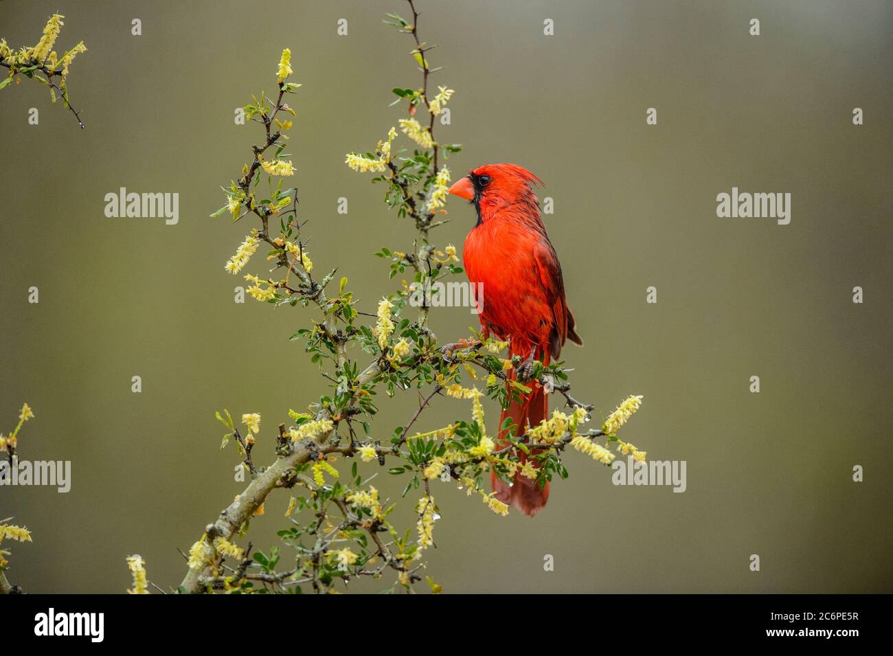 Northern Cardinal (Cardinalis cardinalis) Male, Santa Clara Ranch ...