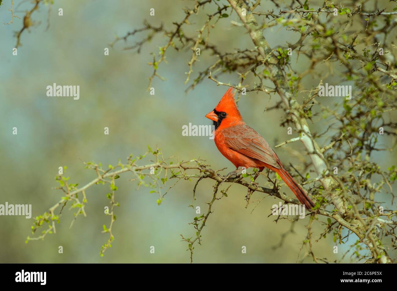 Northern Cardinal (Cardinalis cardinalis) Male, Santa Clara Ranch ...
