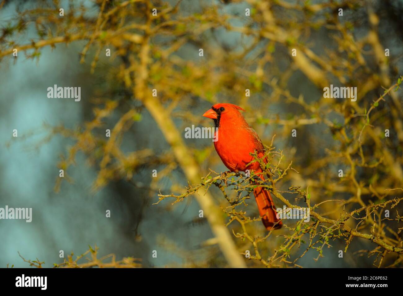 Northern Cardinal (Cardinalis cardinalis) Male, Santa Clara Ranch ...